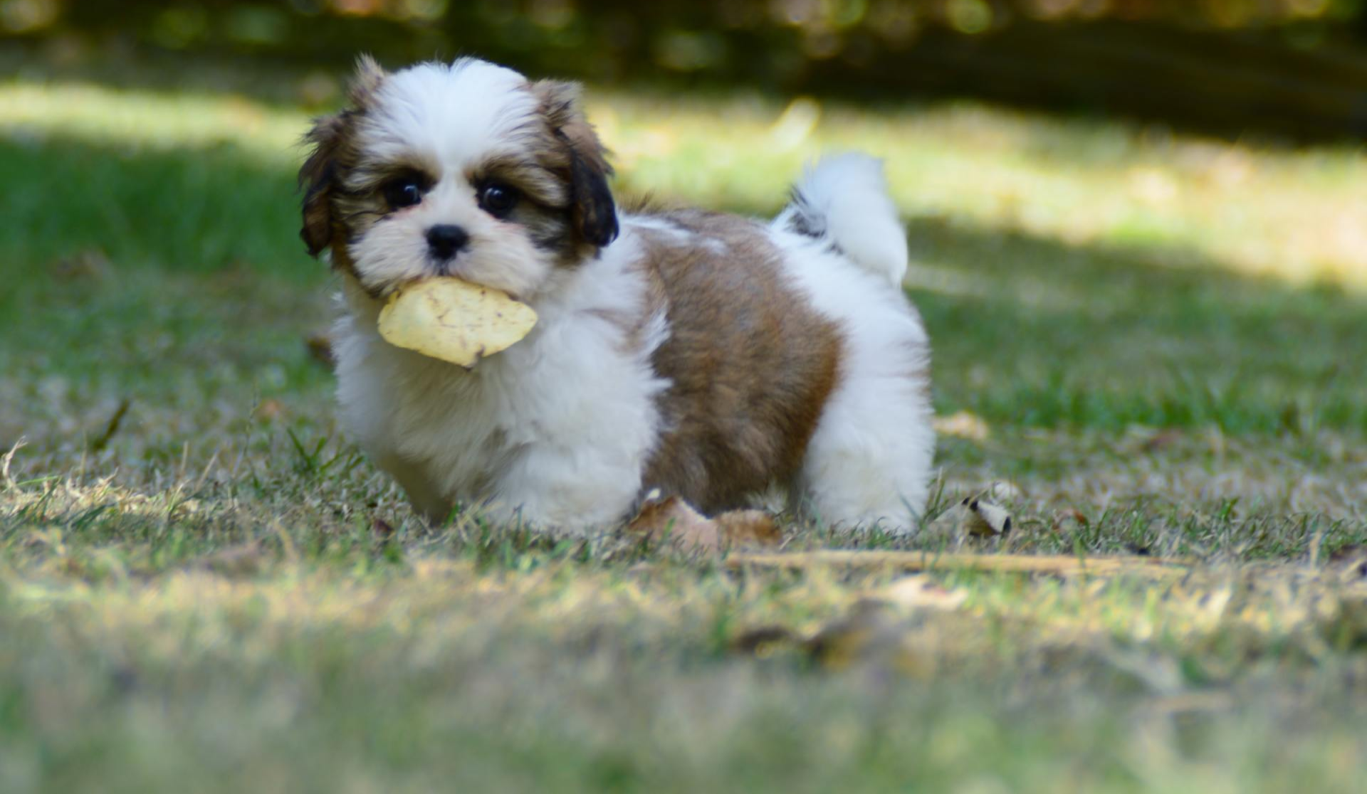 Farley Foundation Calendars | Markham Vet Clinic